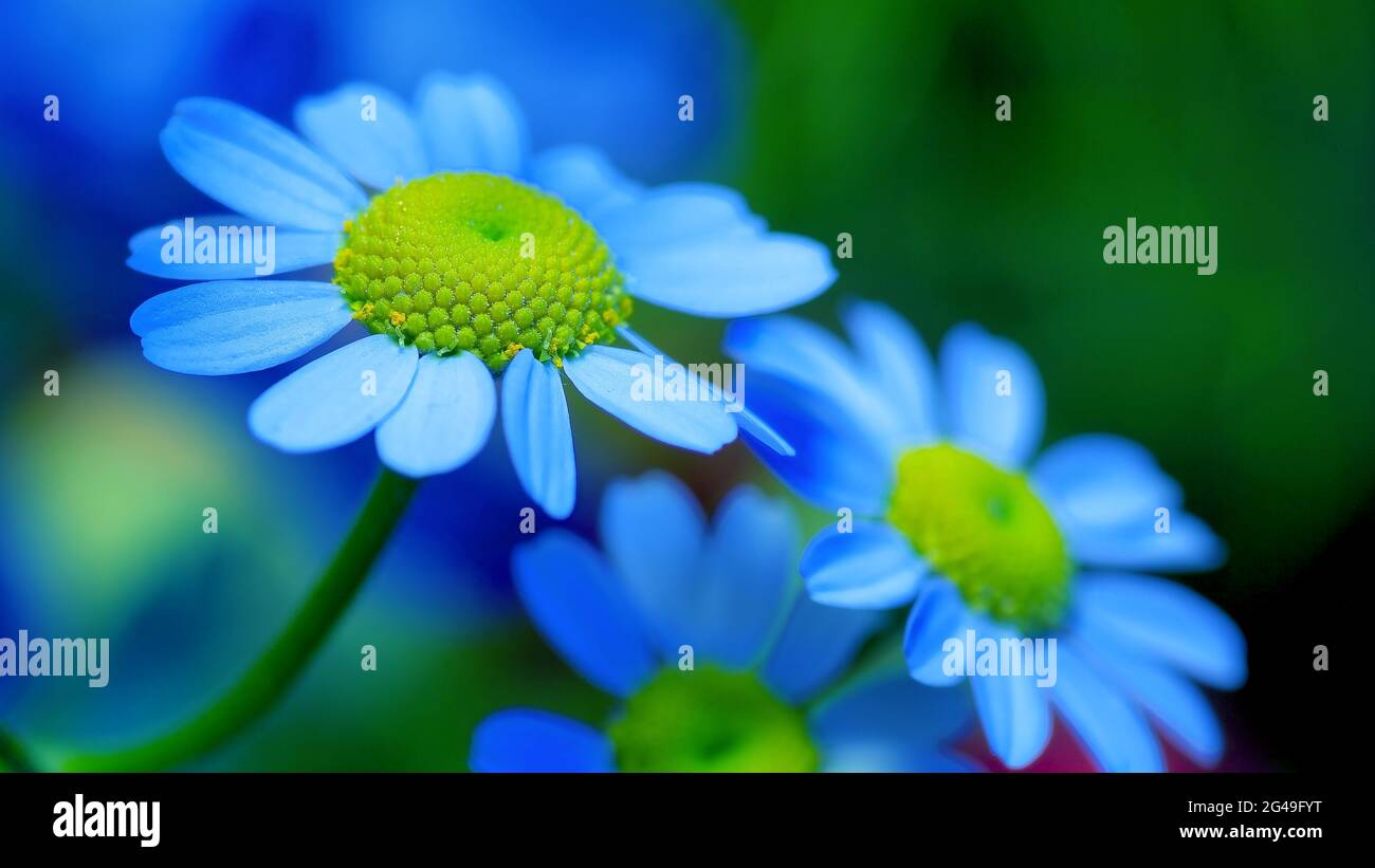 Flower wallpapers hi-res stock photography and images - Alamy