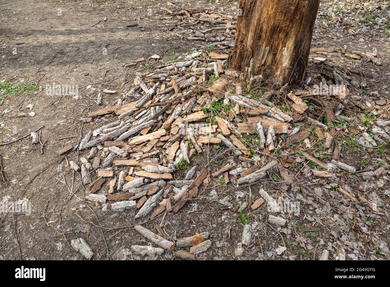 Ash blonding hi-res stock photography and images - Alamy