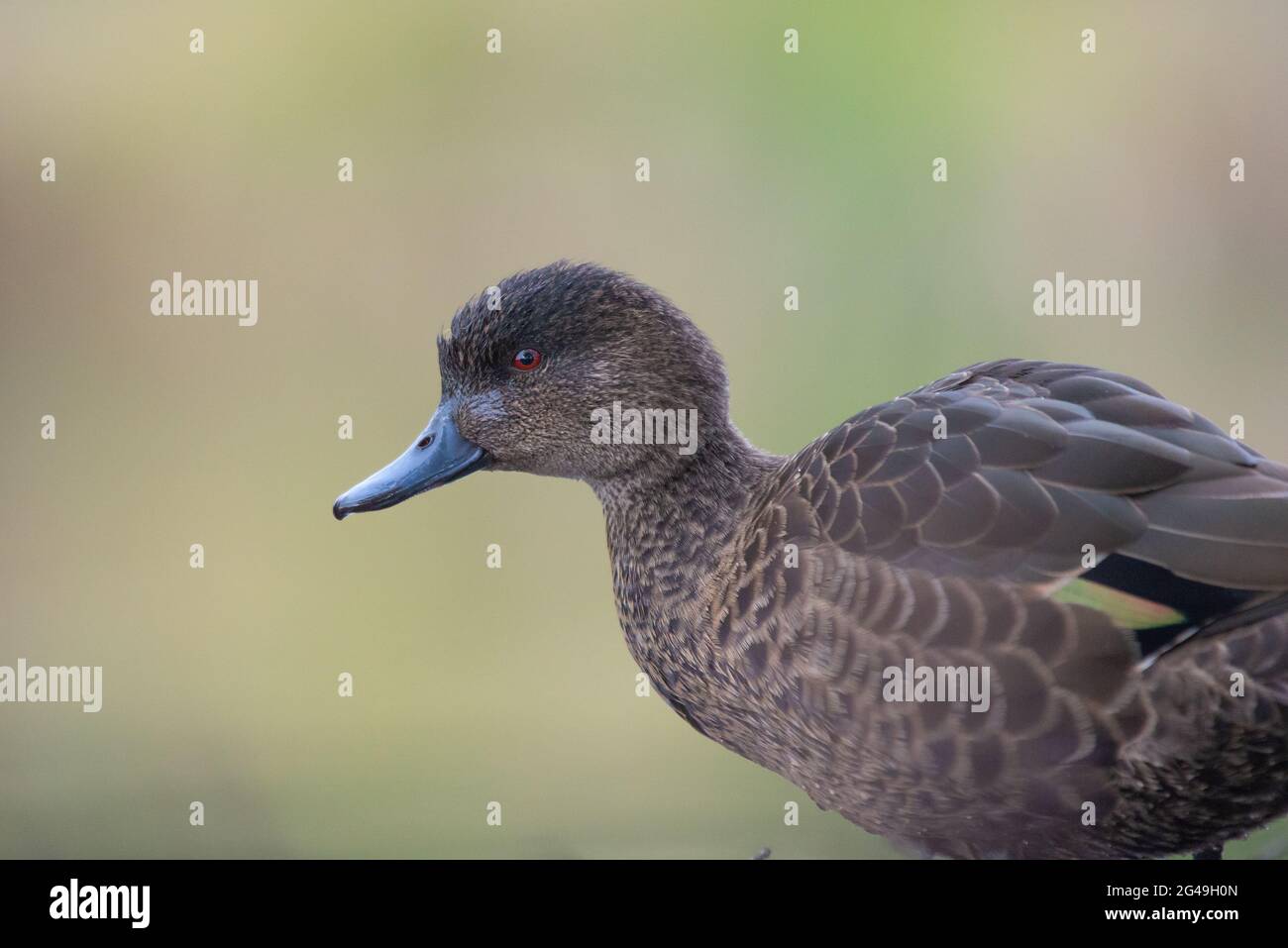 Female Chestnut Teal Stock Photo - Alamy
