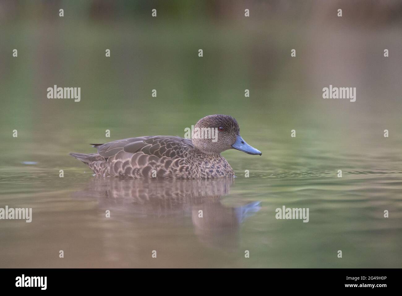 Chestnut teal duck hi-res stock photography and images - Alamy