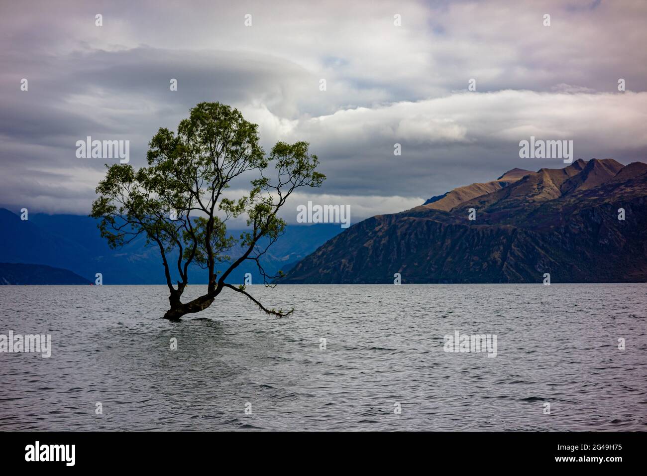 That Wanaka Tree, the most photographed tree in the world. Lake Wanaka ...