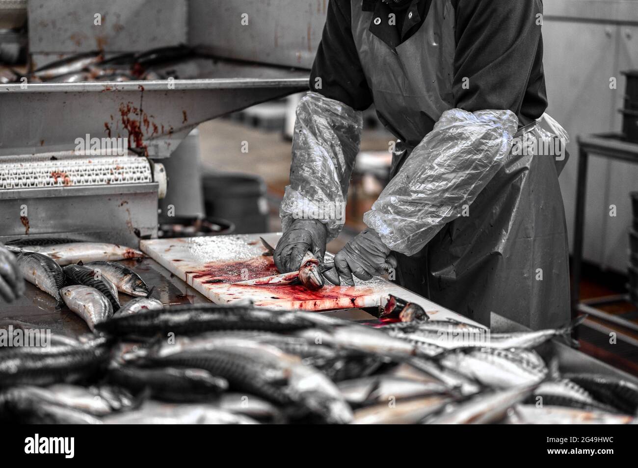 Fish off cuts hi-res stock photography and images - Alamy