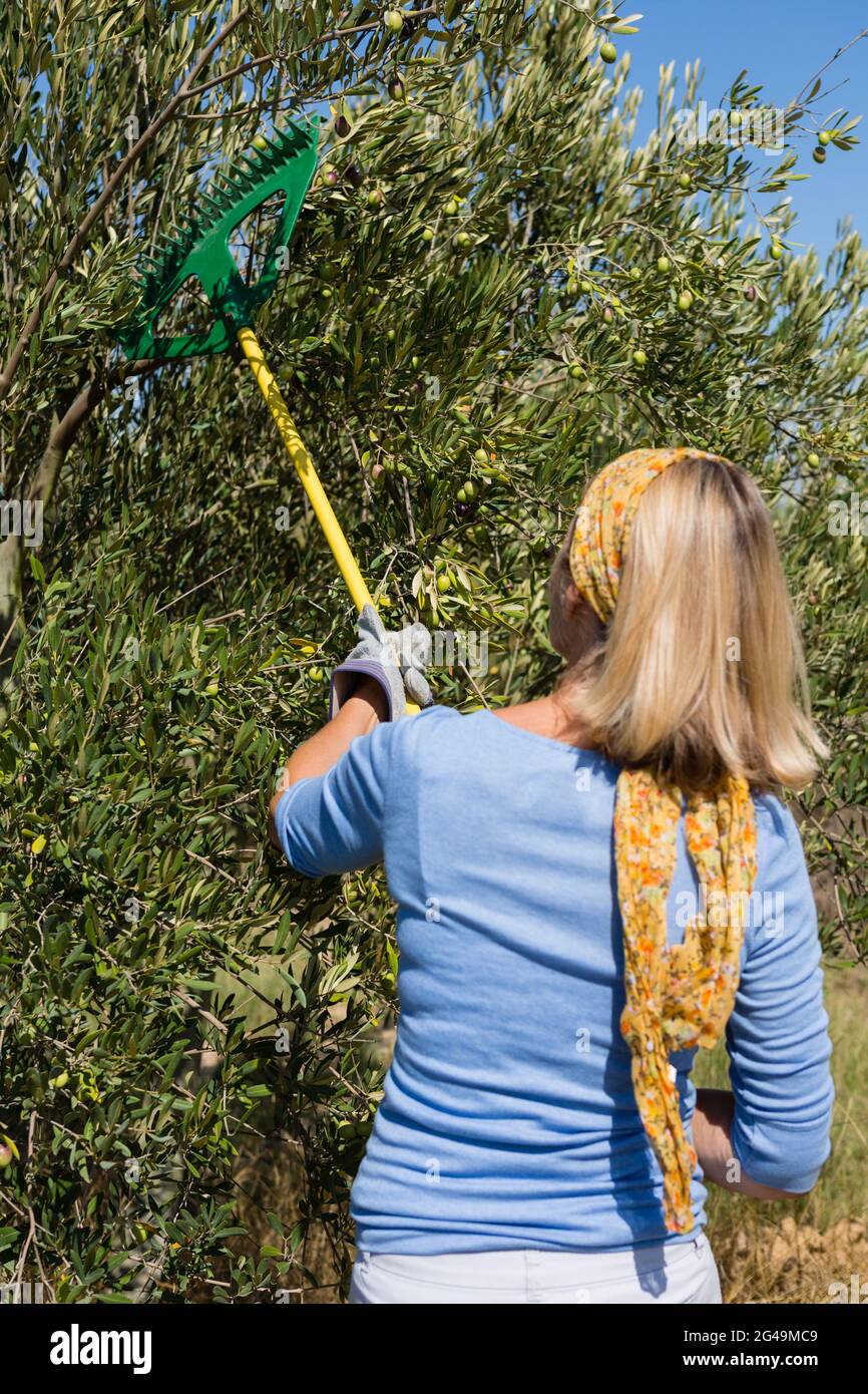 Picking olives woman hi-res stock photography and images - Alamy