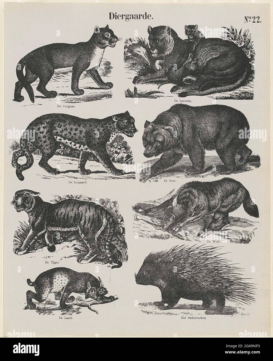 Zoo; Meijer's prints. Leaf with 8 performances of animals, including a ...