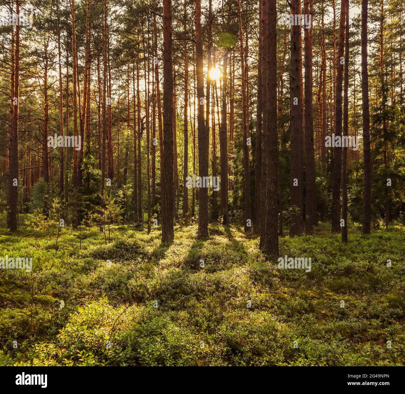 Pine forest sunset hi-res stock photography and images - Alamy