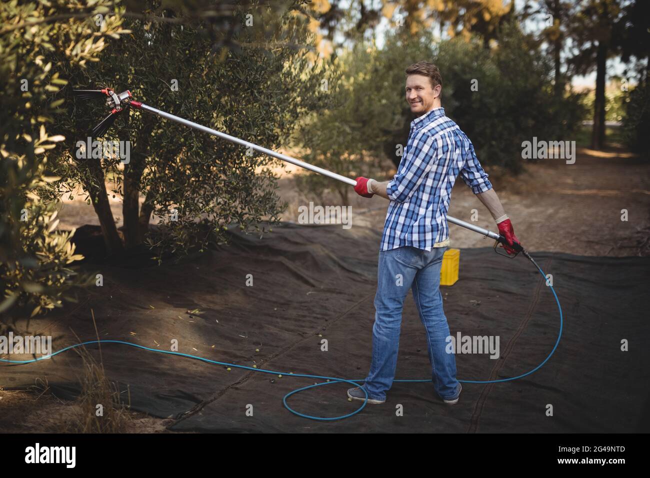 Smiling young man using olive rake at farm Stock Photo - Alamy