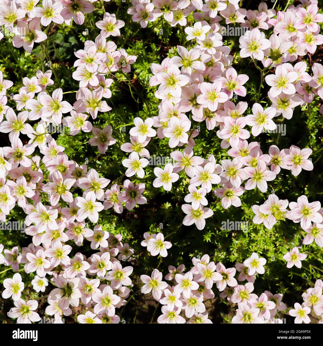 Blue saxifrage hi-res stock photography and images - Alamy