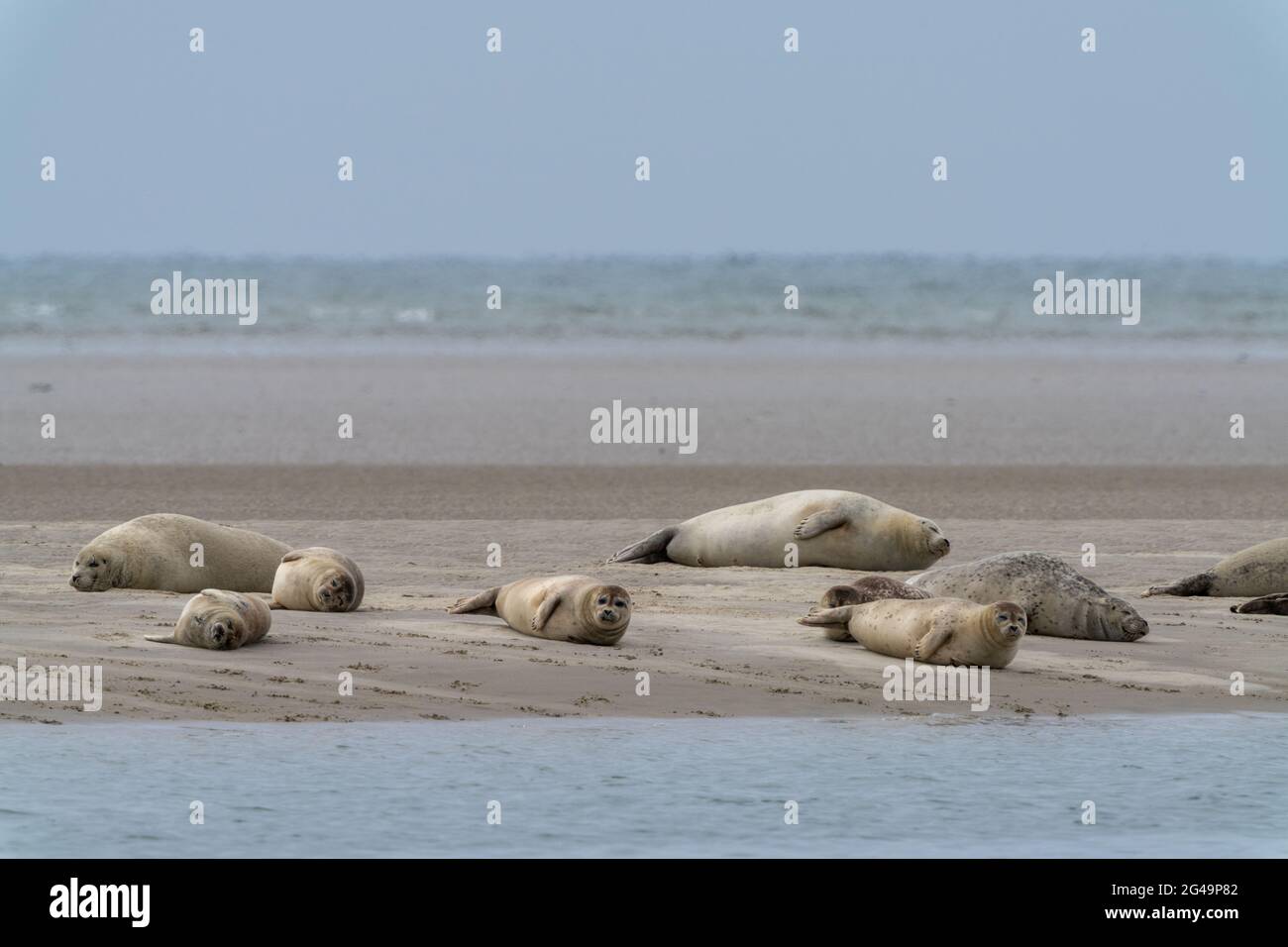 A colony of common seals basking in the sun on a sand bar in western ...