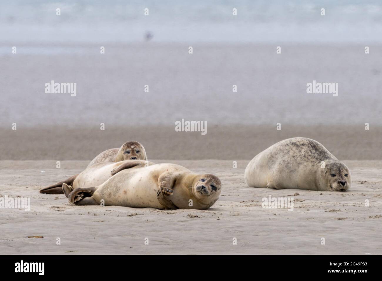 Fano denmark seals hi-res stock photography and images - Alamy