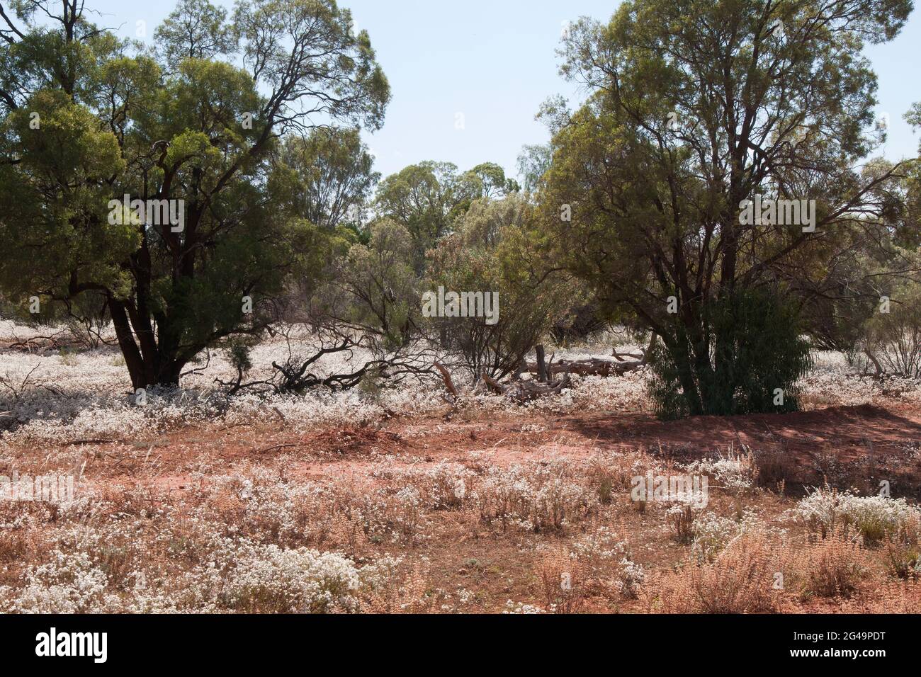 Cobar Australia, rural outback landscape with spring wildflowers Stock ...