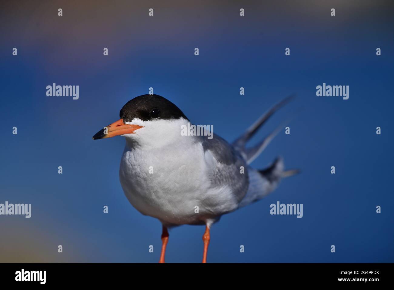 Forester's Tern - Sterna forsteri Stock Photo - Alamy