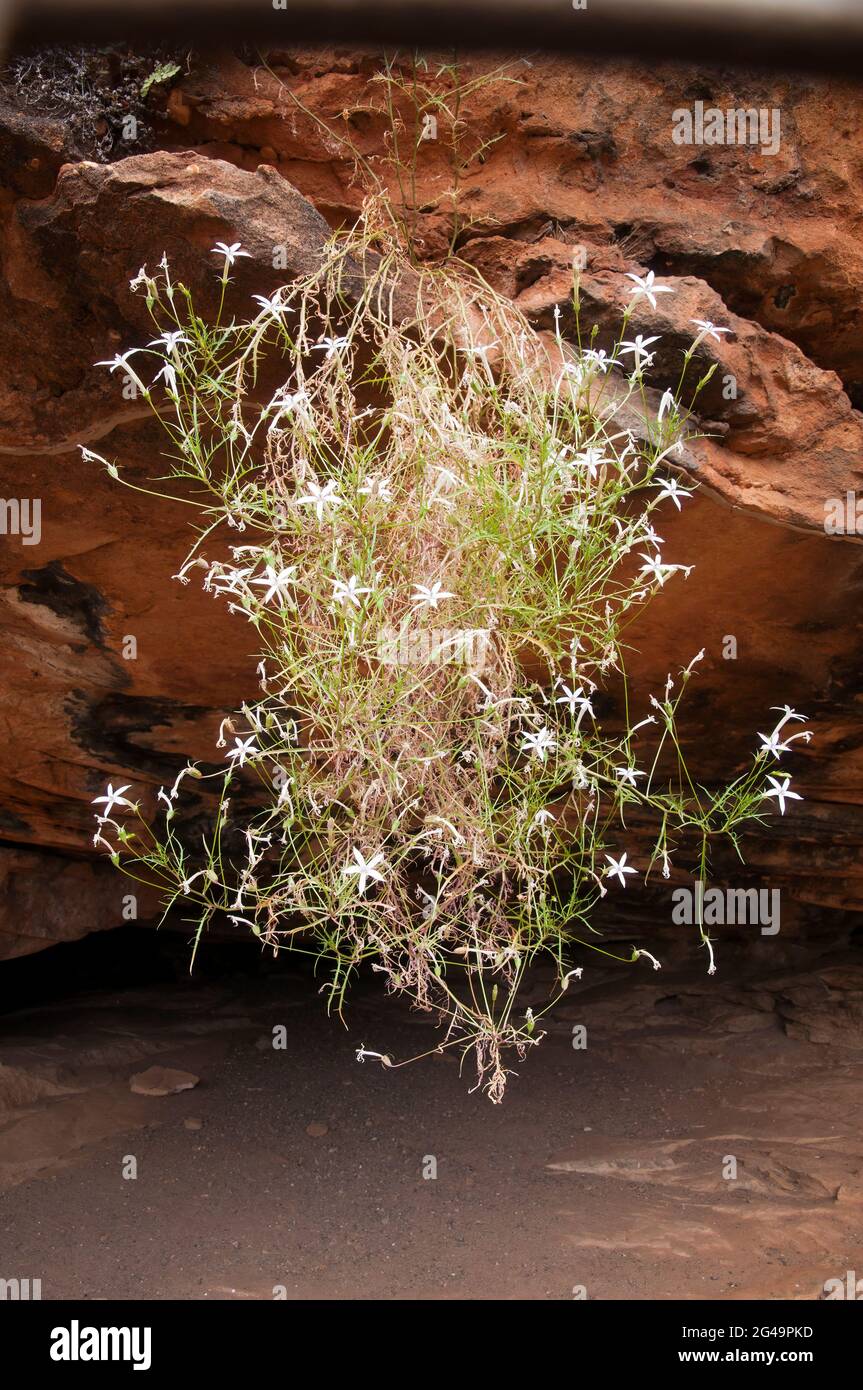 Mount Grenfell Historic Site Australia, native jasmine plant hanging ...