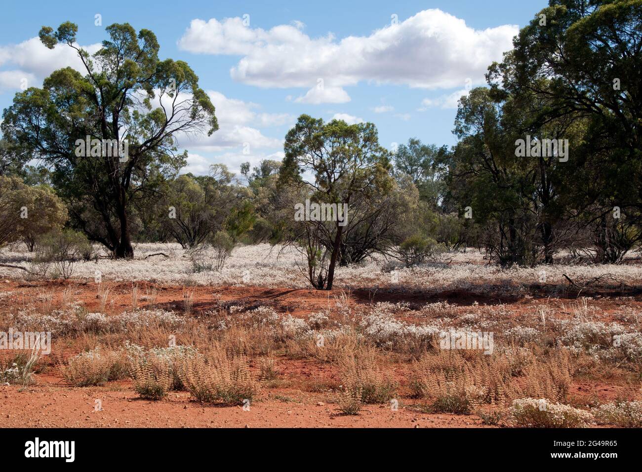 Cobar Australia, rural outback landscape with spring wildflowers Stock ...