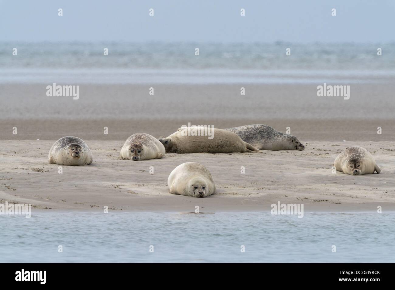 A colony of common seals basking in the sun on a sand bar in western ...