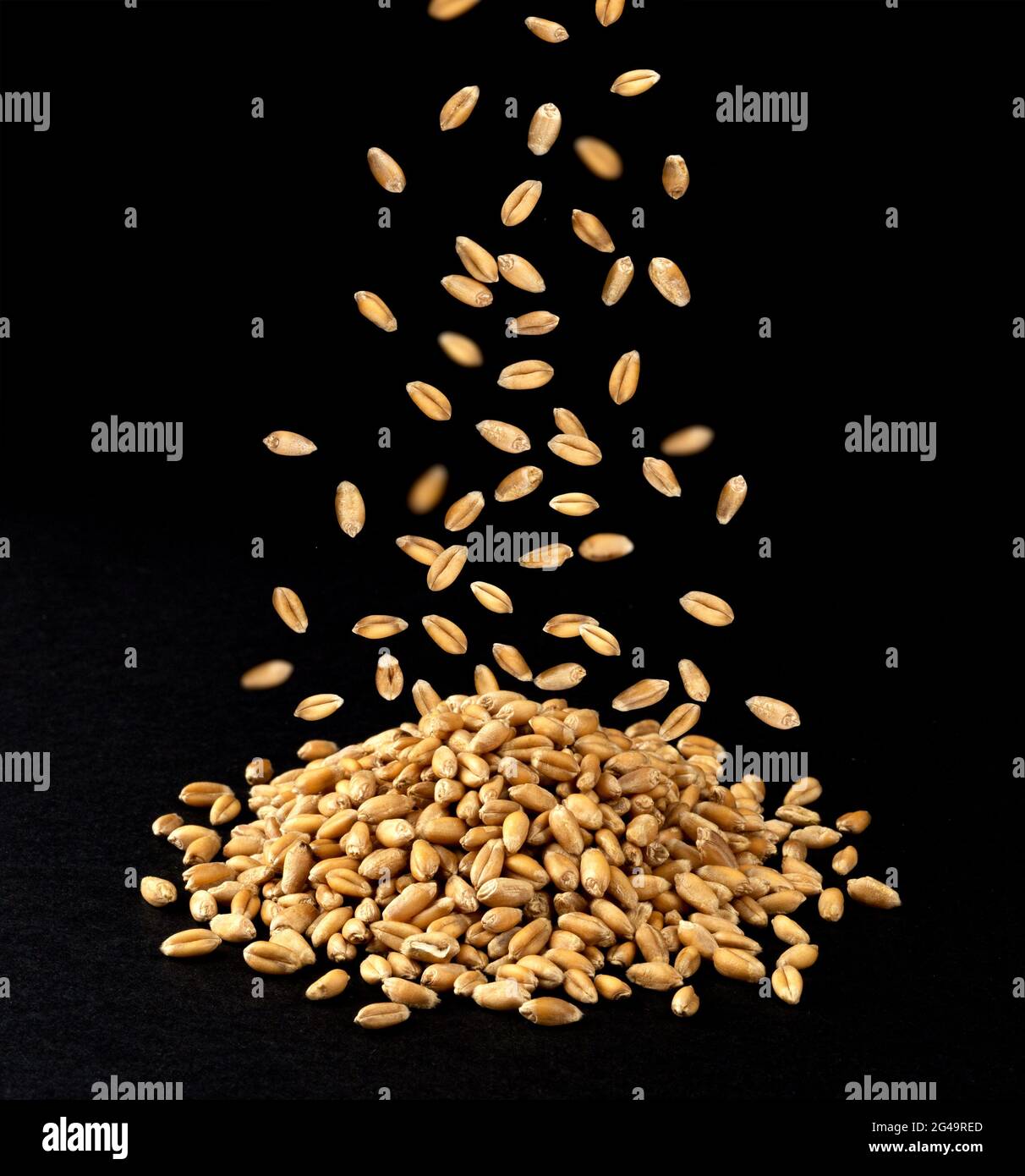 Falling dry wheat grains isolated on black background Stock Photo - Alamy
