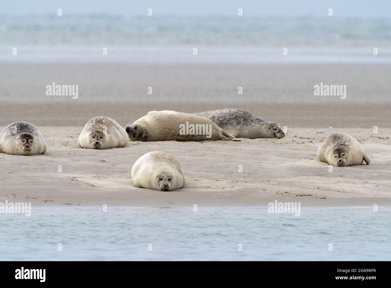 Fano denmark seals hi-res stock photography and images - Alamy