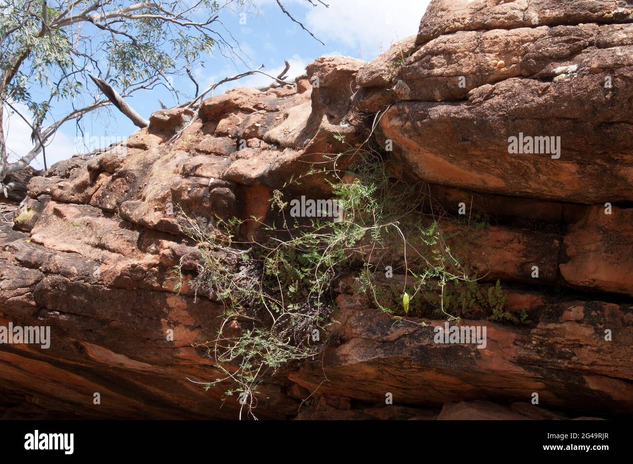 Australian jasmine hi-res stock photography and images - Alamy