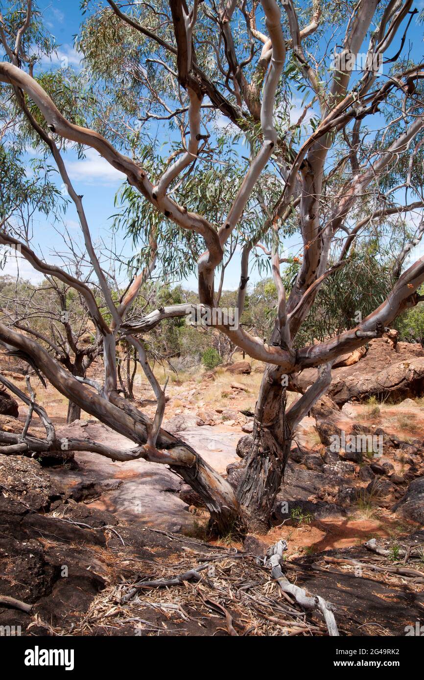 Cobar Australia, outback landscape with old eucalyptus tree Stock Photo ...