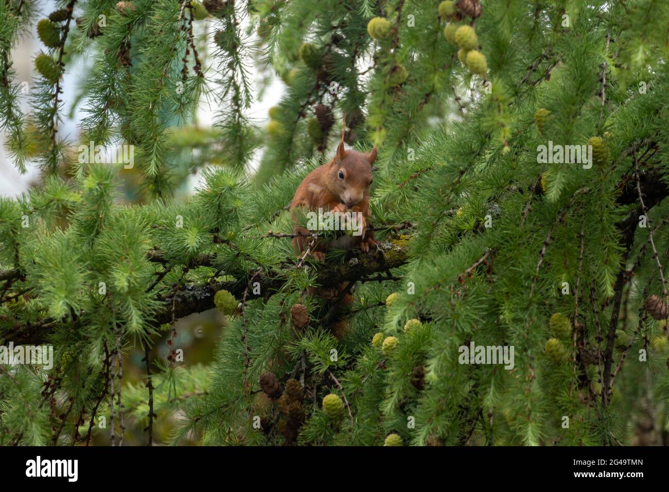 A squirrel sits in a conifer tree and eats nuts Stock Photo - Alamy