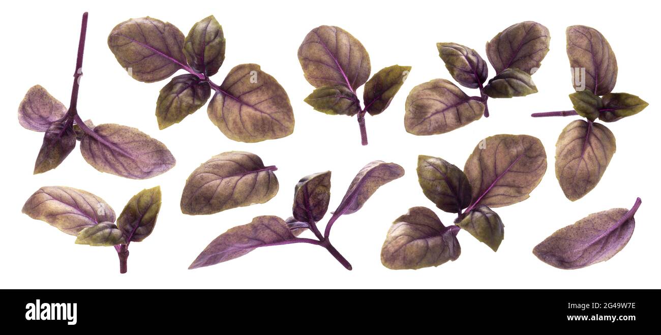 Collection of red basil leaves isolated on white background Stock Photo ...