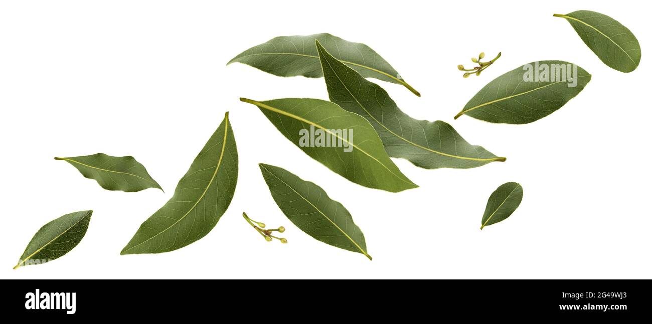 Falling bay leaves isolated on white background Stock Photo - Alamy