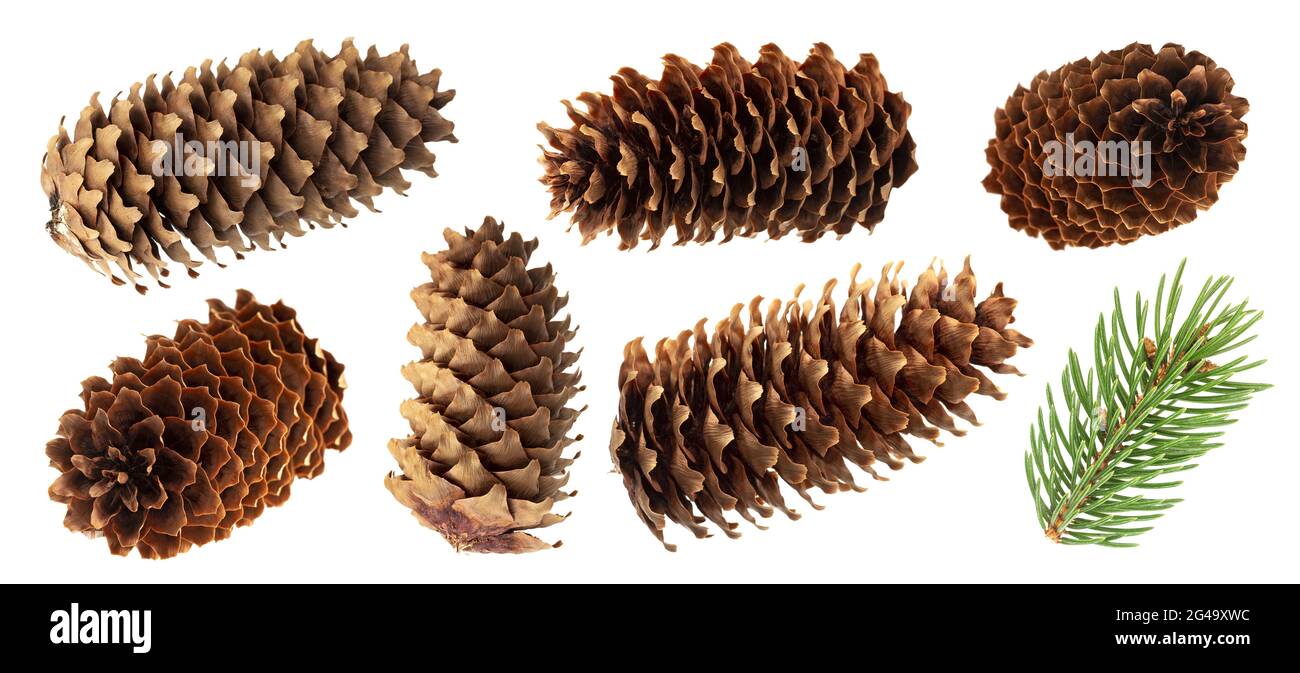 Fir cone isolated on white background with clipping path Stock Photo ...