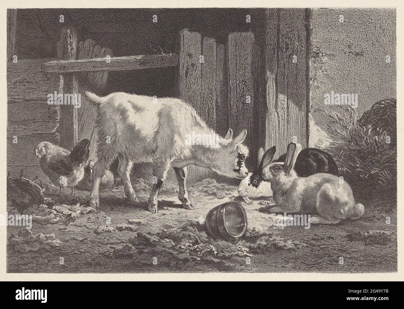 Goat with two rabbits and a chicken. A young goat is in a yard between ...
