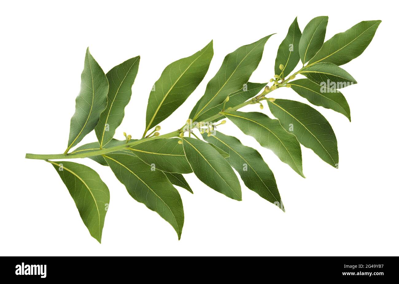 Bay competition Cut Out Stock Images & Pictures - Alamy