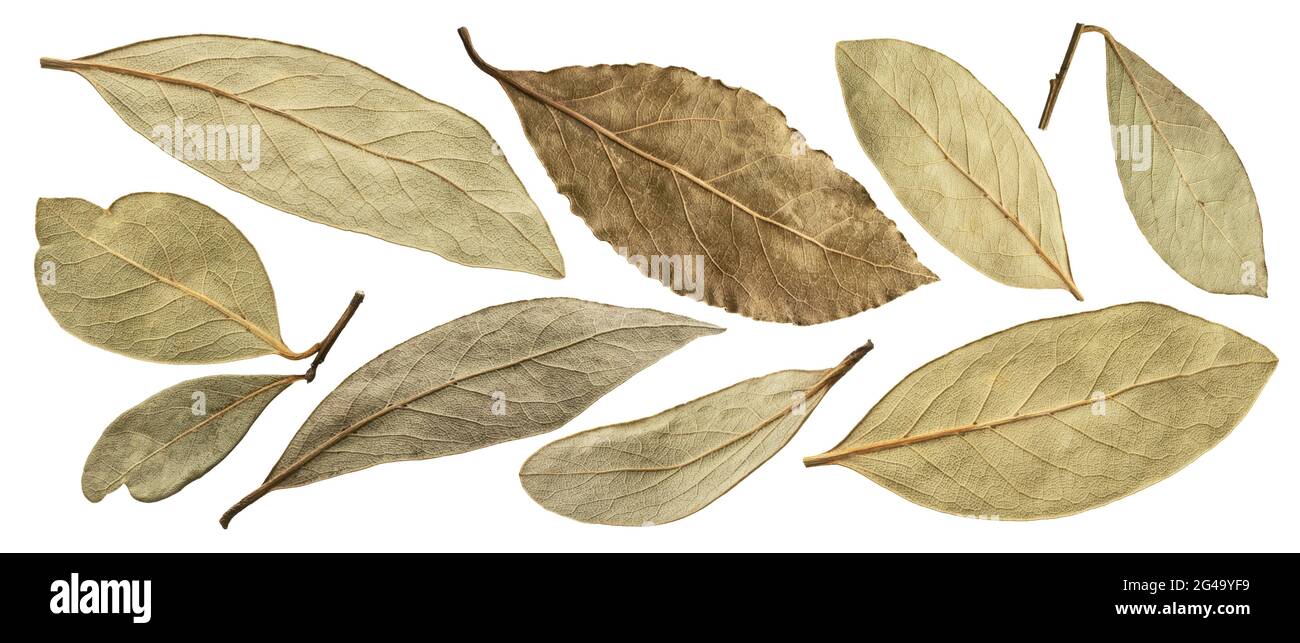 Dried bay leaf isolated on white background Stock Photo - Alamy