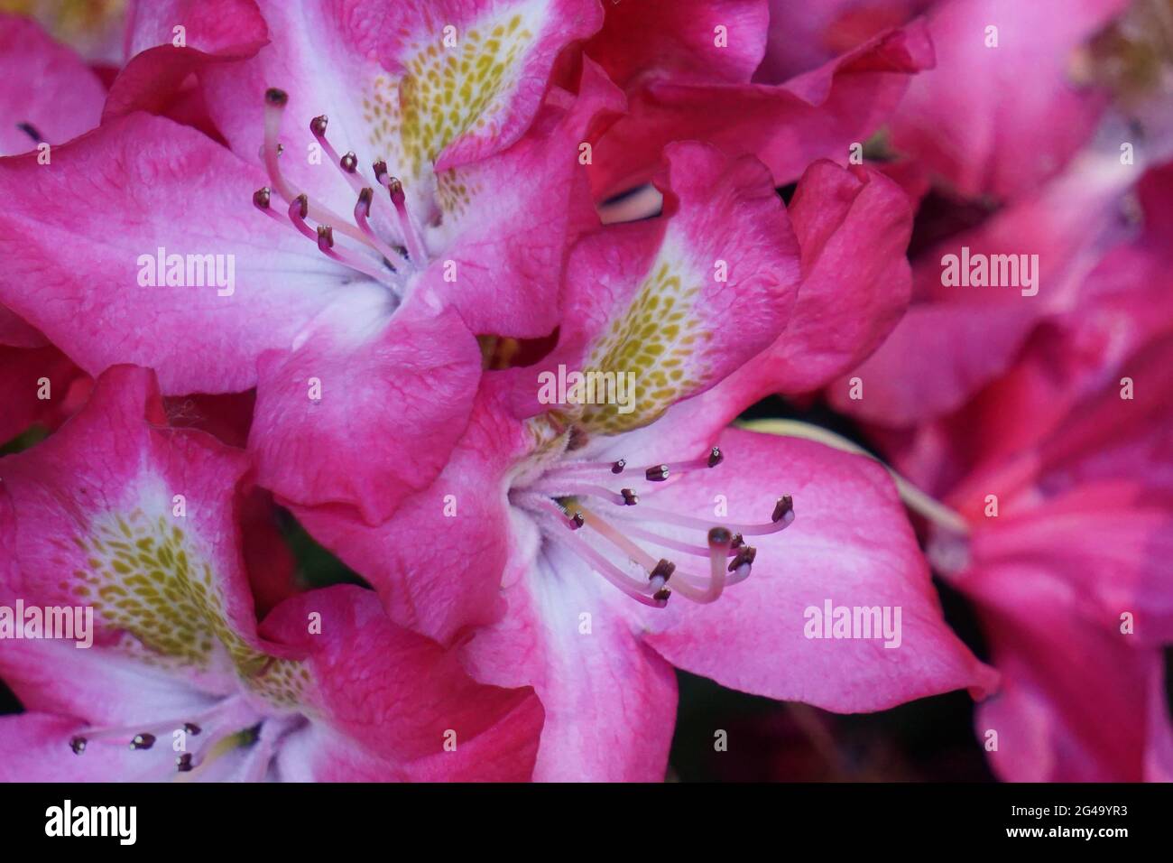 A selective focus shot of pink beautiful Rhododendron flowers Stock ...