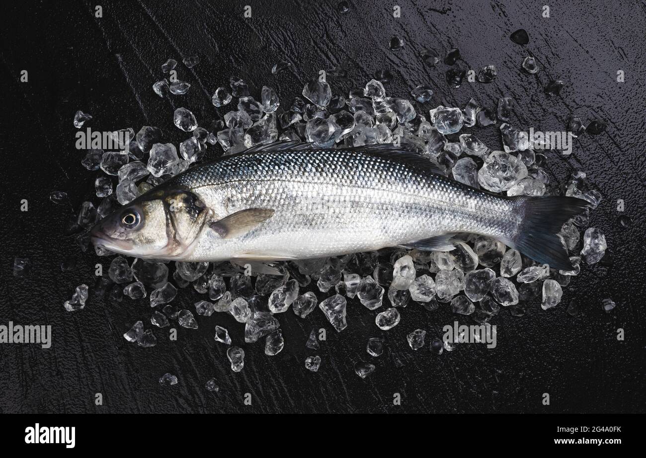 Stone bass fish hi-res stock photography and images - Alamy