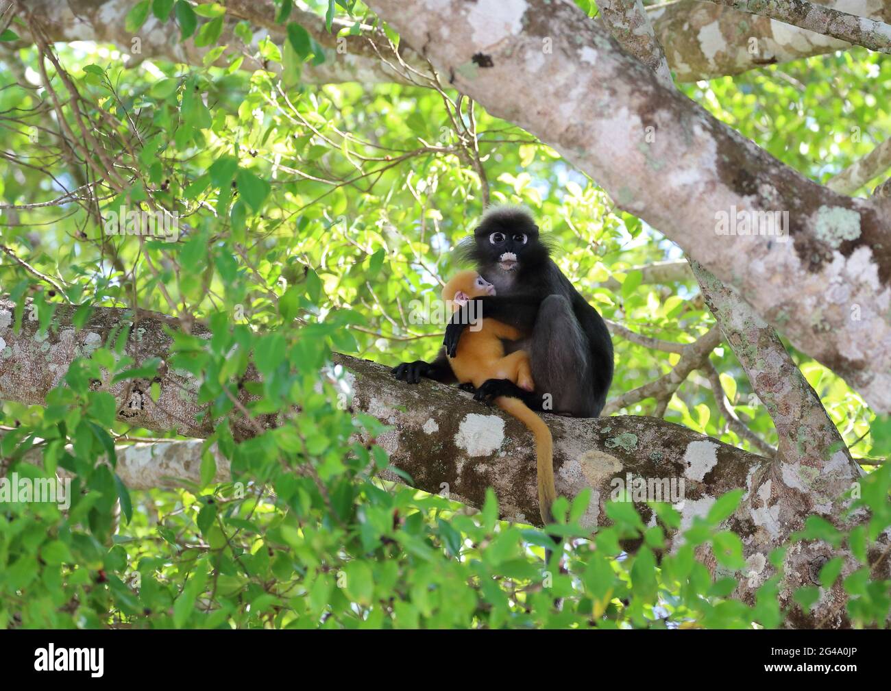 Ginger monkey hi-res stock photography and images - Alamy