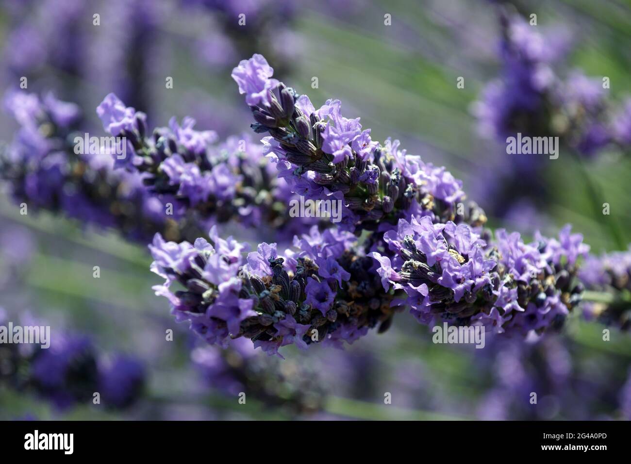 Close up of lavender hi-res stock photography and images - Alamy
