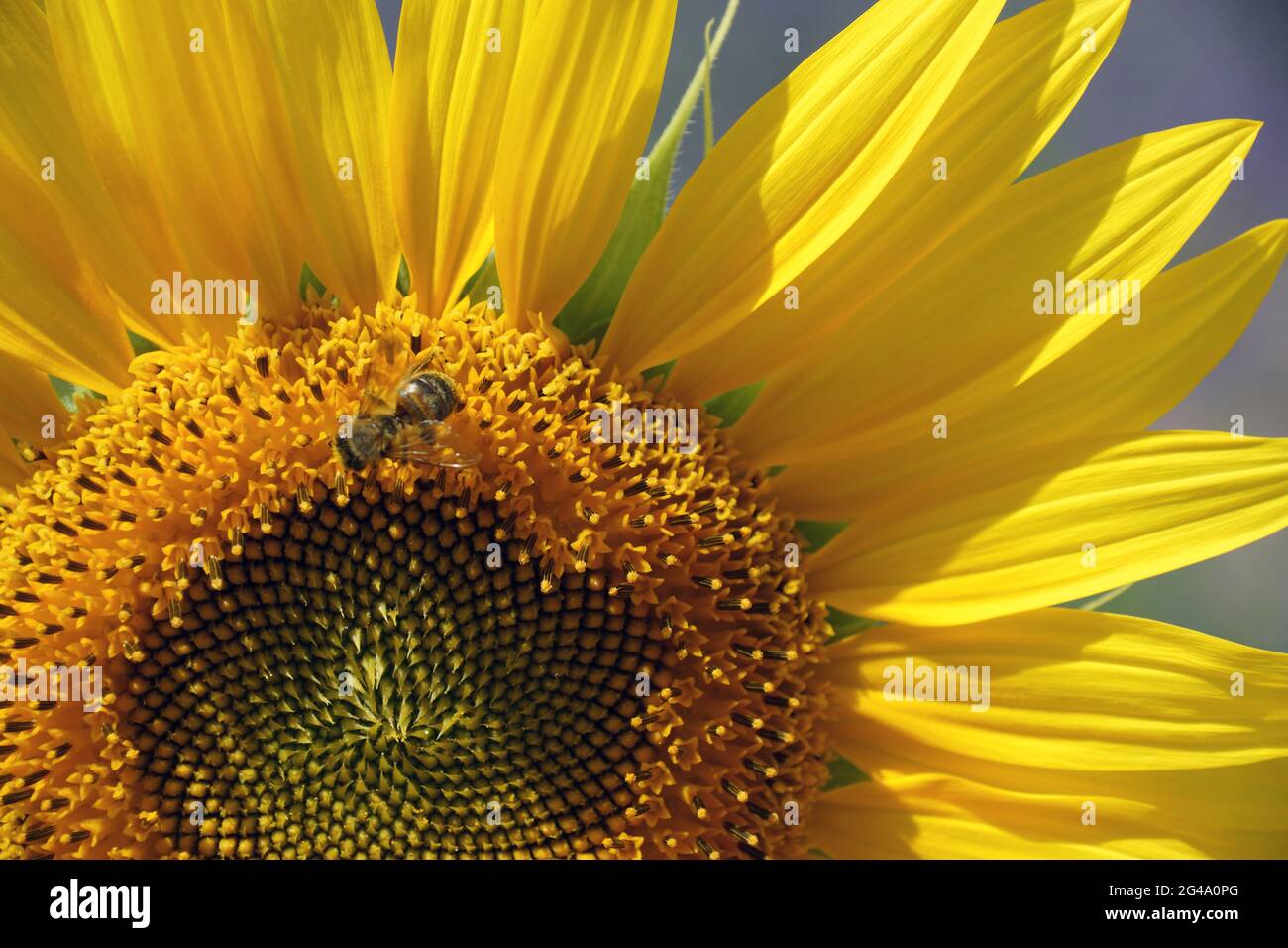 Close-up of half a sunflower bloom Stock Photo - Alamy