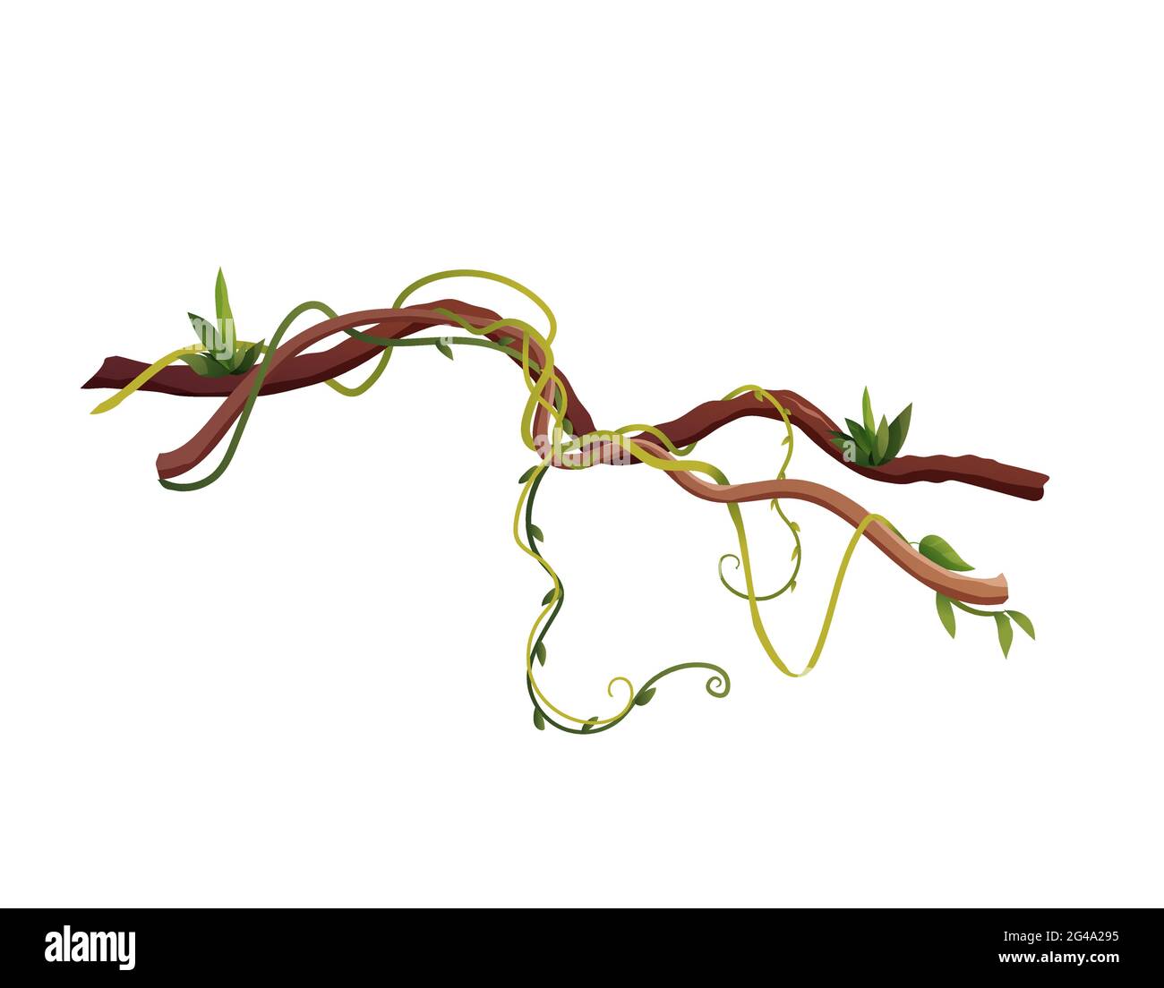 Jungle Vine Illustration