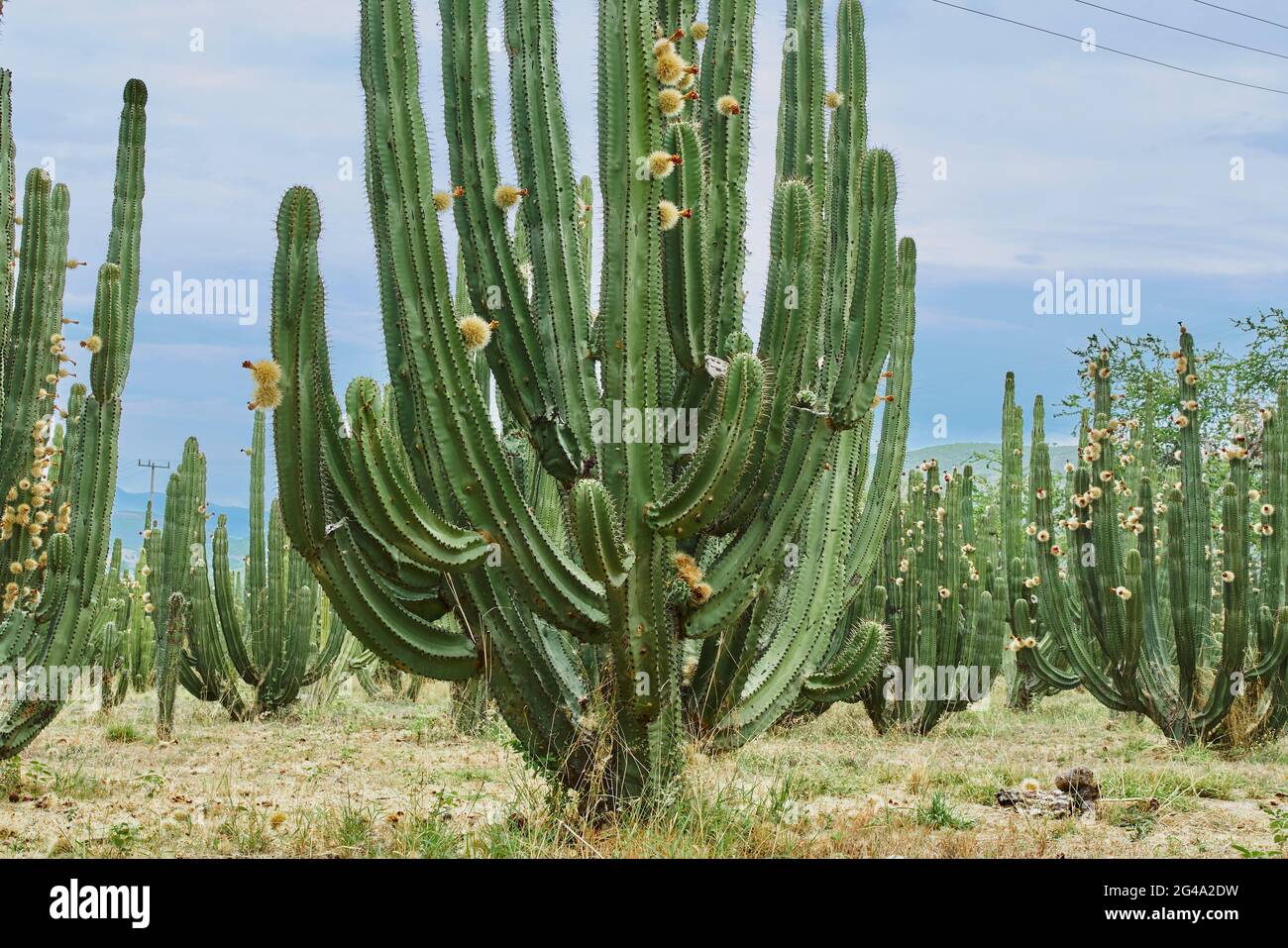 Cactus orchard yielding rich pitayas, balls with spines on the bodies ...
