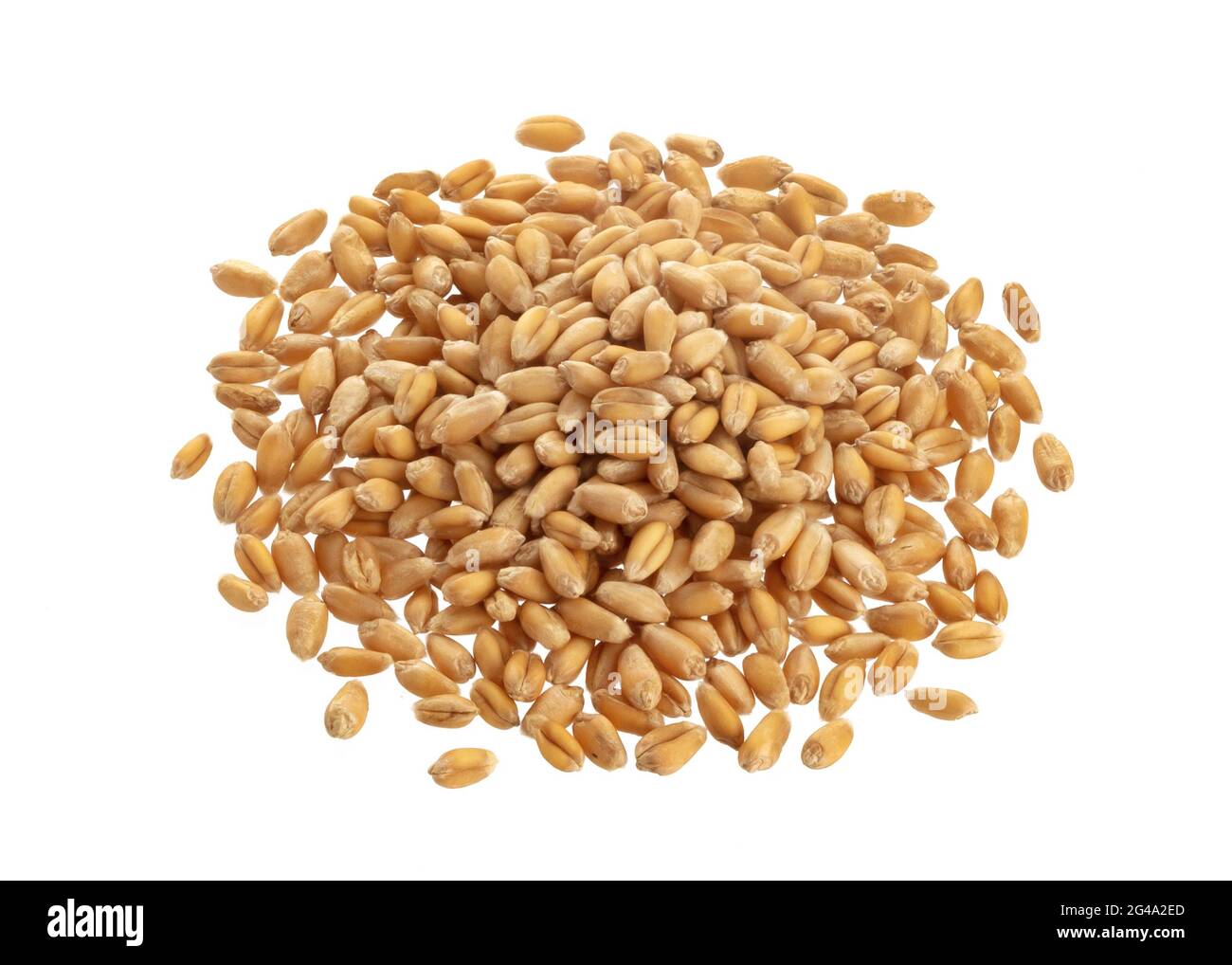 Pile of wheat seeds isolated on white background Stock Photo - Alamy