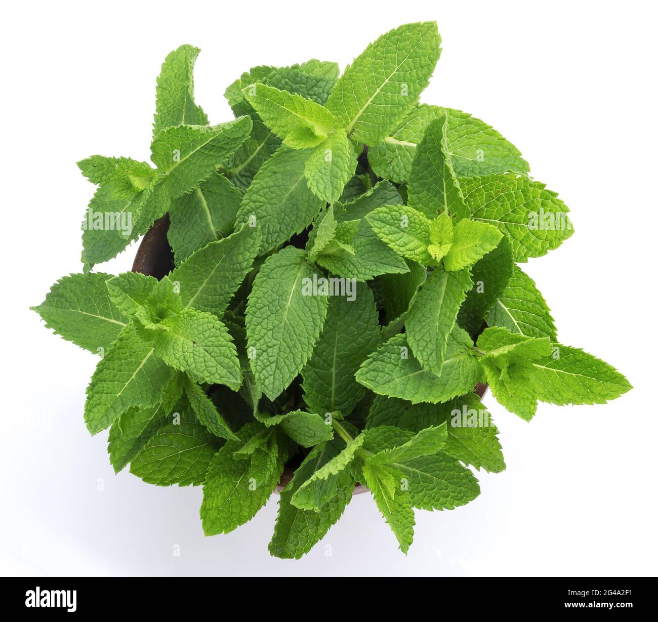 Fresh mint leaves bunch isolated on white background, top view Stock ...