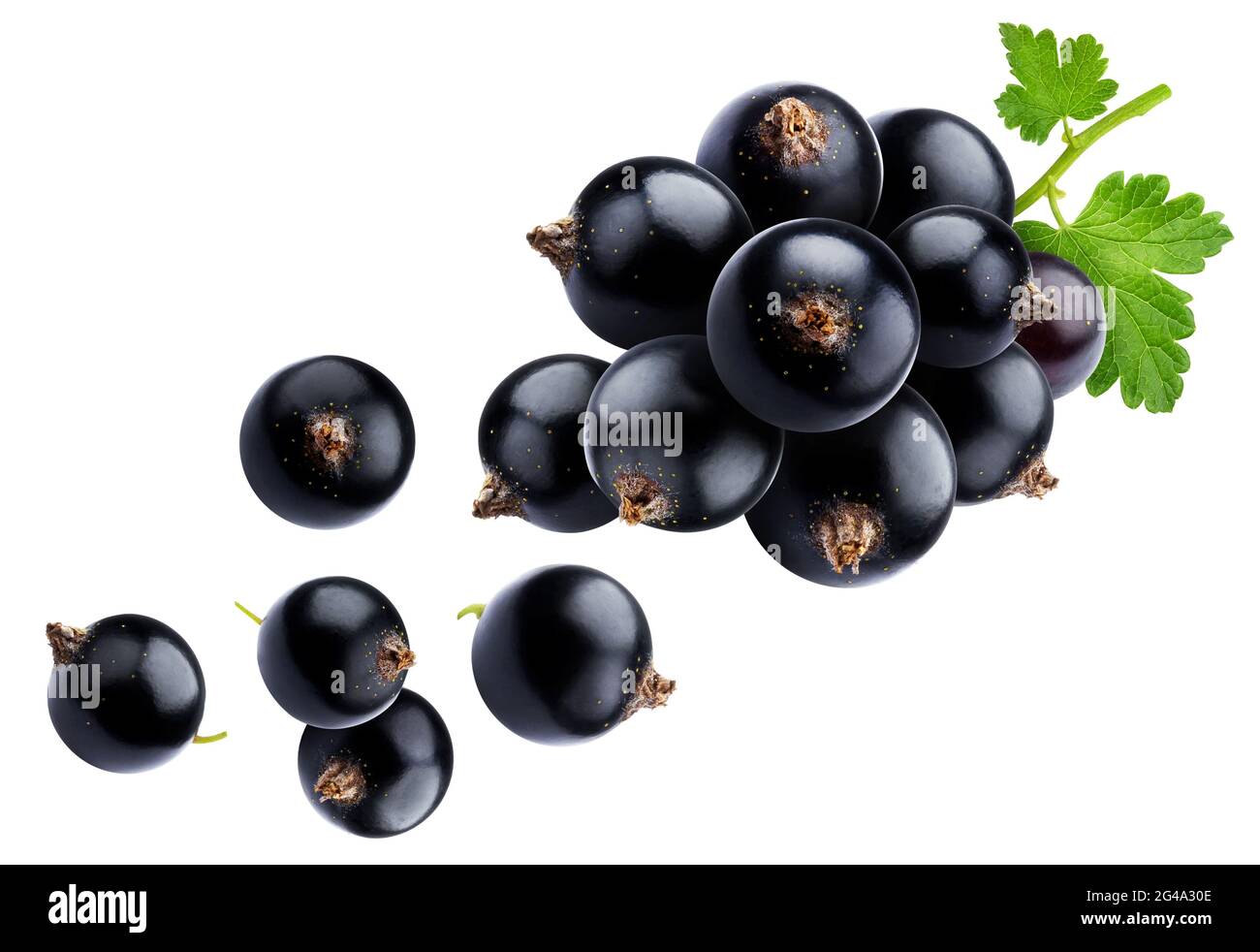 Black currant juice Cut Out Stock Images & Pictures - Alamy