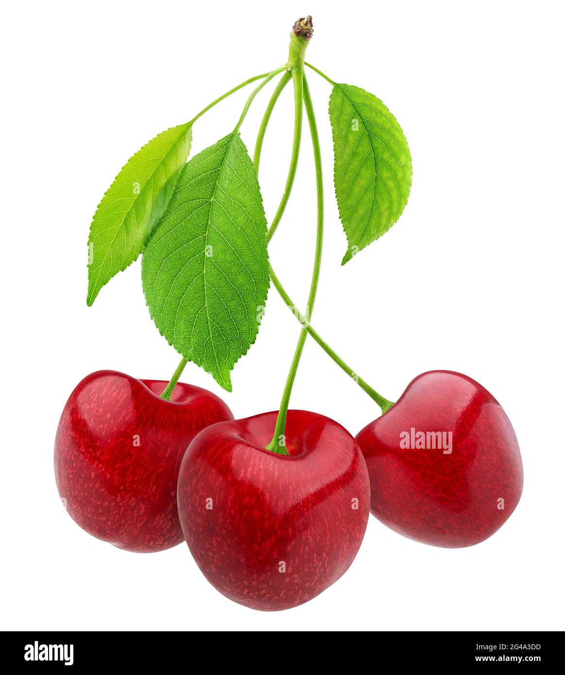 Cherry isolated on white background Stock Photo - Alamy