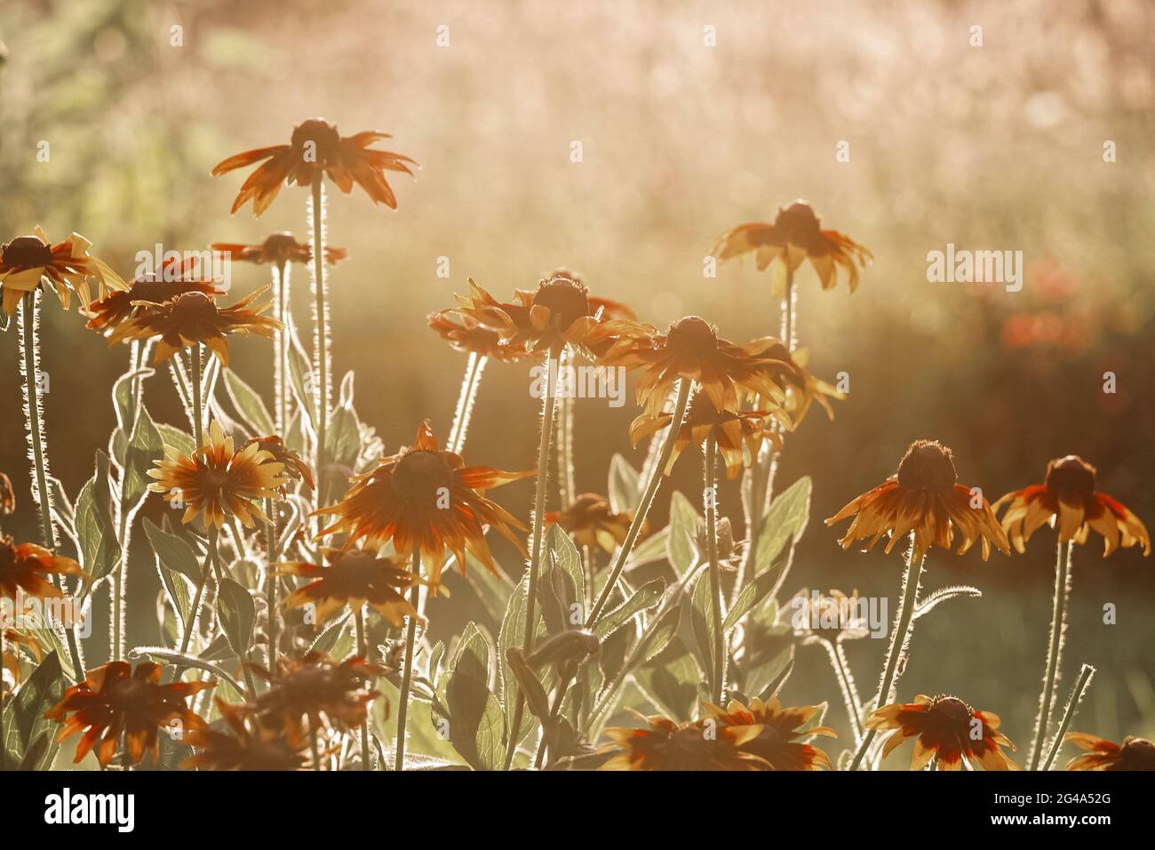 Beautiful Unusual Flowers