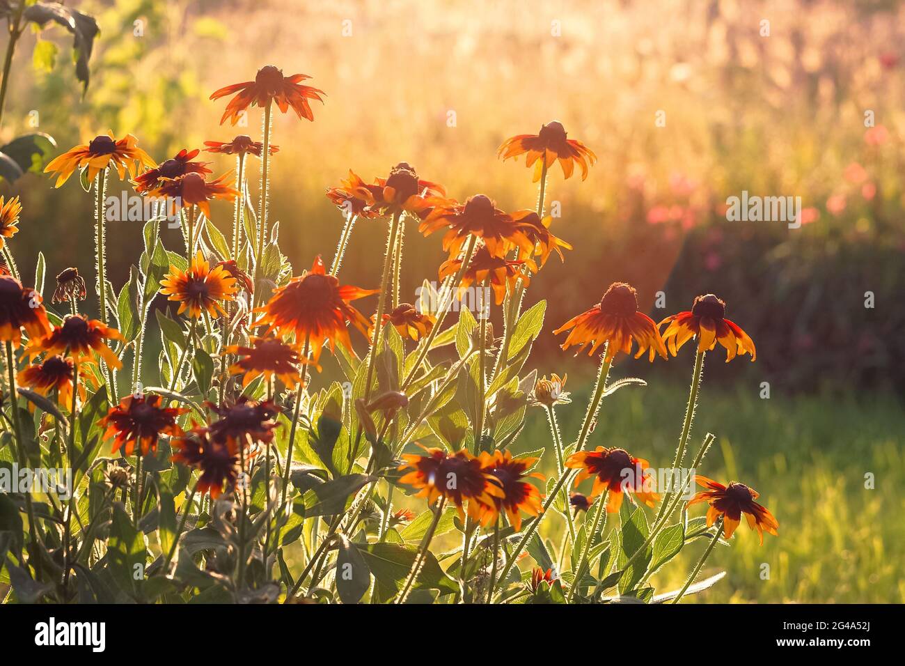 Magic picture beautiful unusual flowers in light rays. Photography with ...
