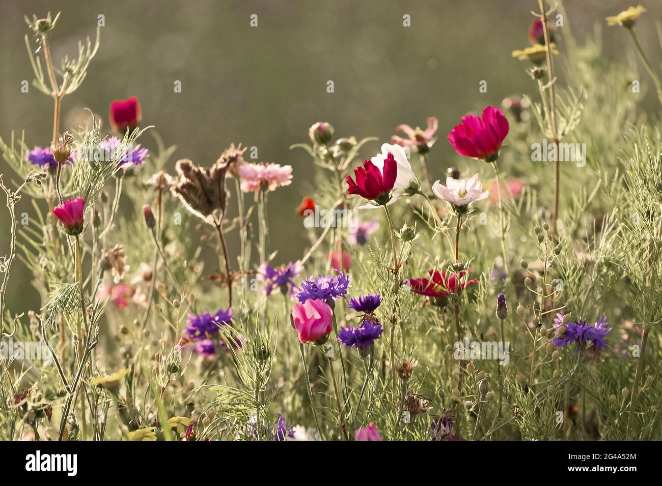 Magic picture beautiful unusual flowers in light rays. Photography with ...