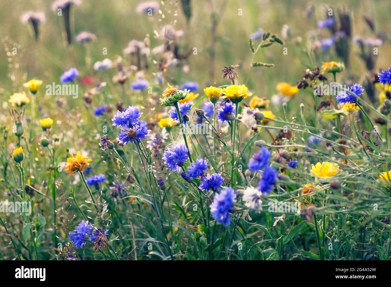 Magic picture beautiful unusual flowers in light rays. Photography with ...