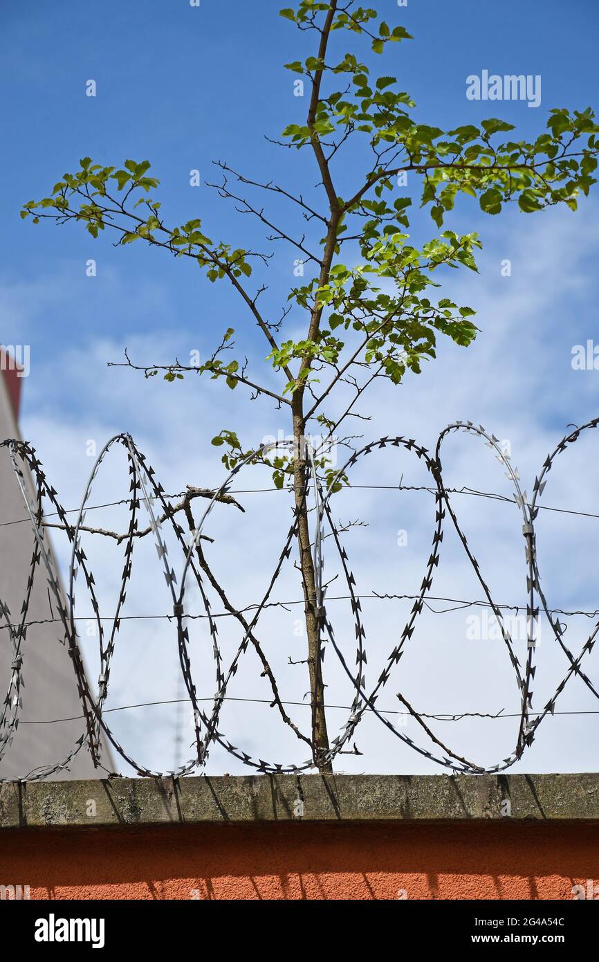Barbed wire fence of the prison Stock Photo - Alamy