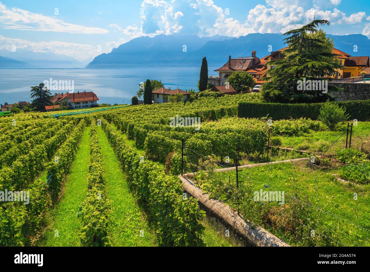 Spectacular scenery with vineyards and lake Geneva in background, Rivaz ...