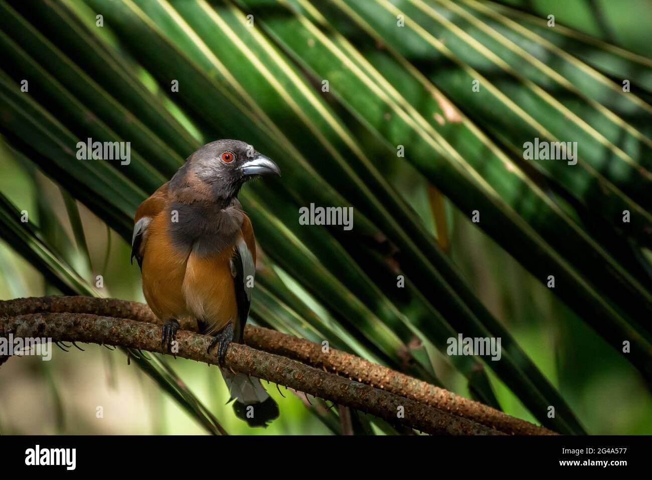 Indian treepie bird hi-res stock photography and images - Alamy
