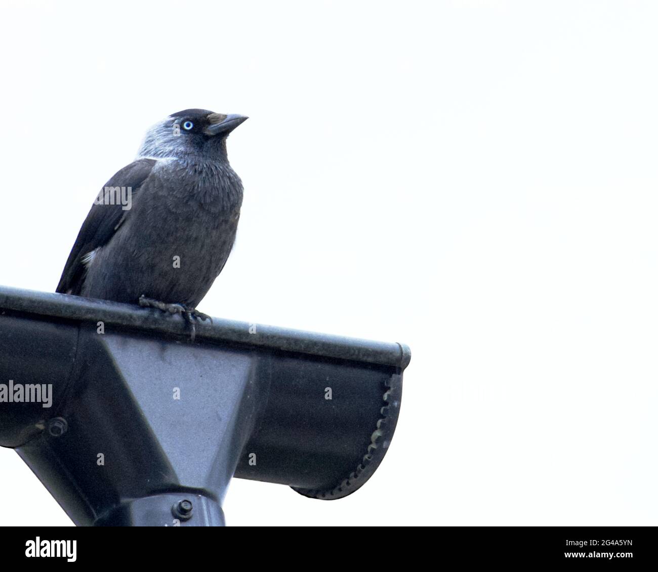 Black white moody image Cut Out Stock Images & Pictures - Alamy