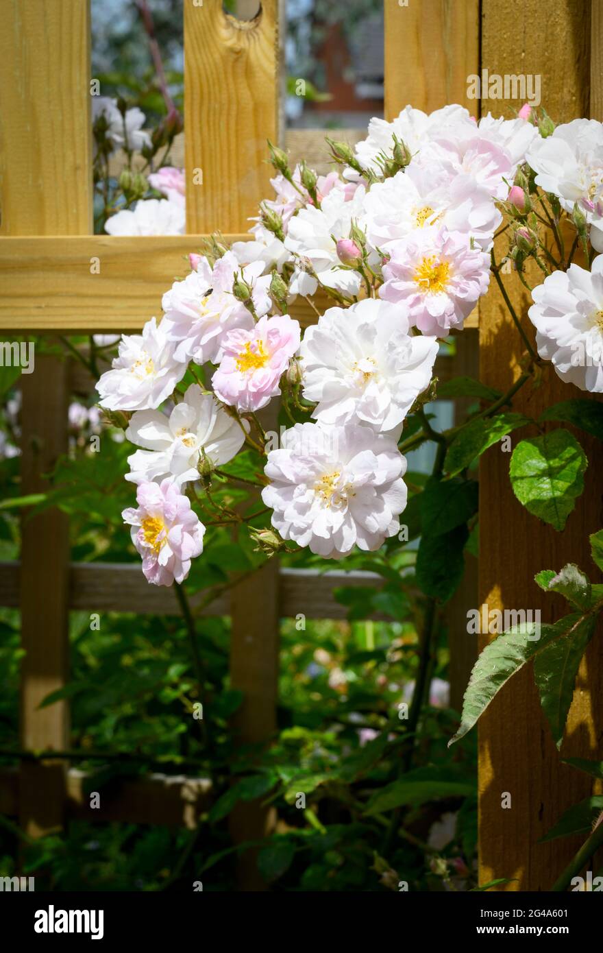 White rambling climbing rose hi-res stock photography and images - Alamy