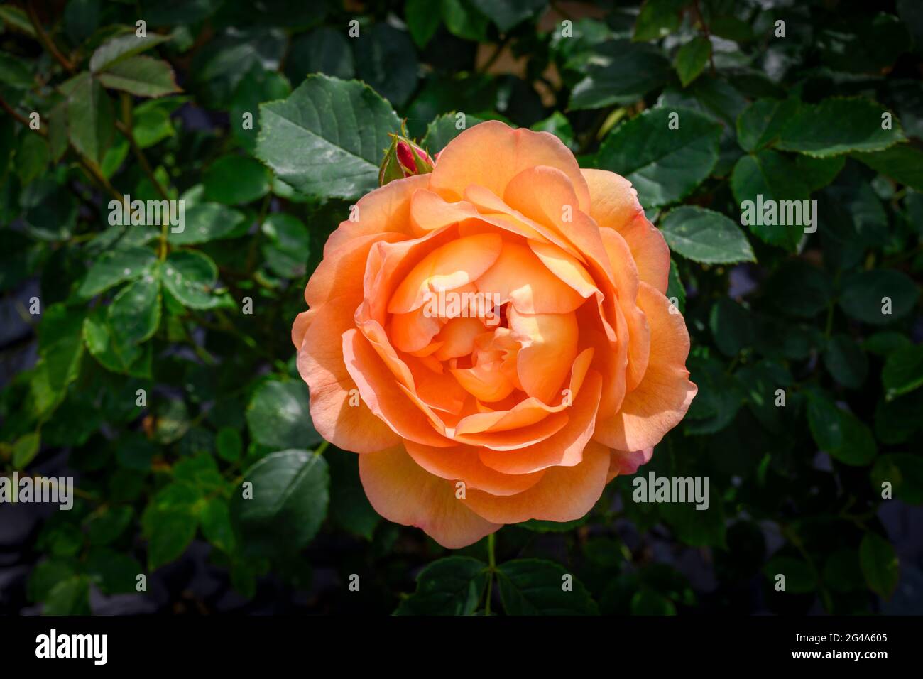 Full bloom hi-res stock photography and images - Alamy